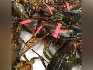 Rhode Island Shellfish Co. – Stuffies, Fresh Seafood Delivery, Take-out ...